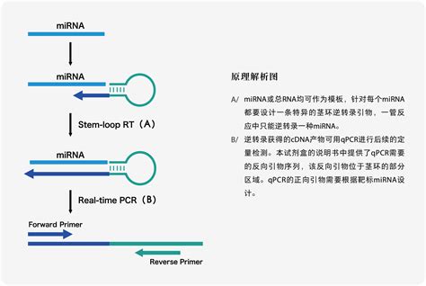22112 Mirna 1st Strand Cdna Synthesis Kit By Stem Loop 规格图片属性 上海吐露港