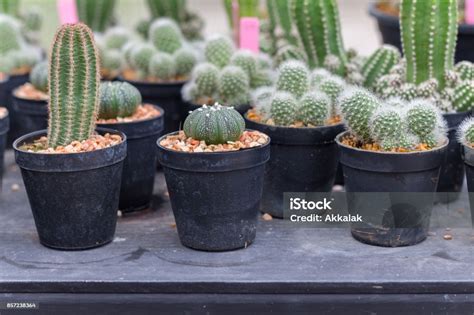 작은 선인장 화분에 식물입니다 정원 장식에 대 한 많은 선인장 0명에 대한 스톡 사진 및 기타 이미지 0명 가시 건조한 Istock