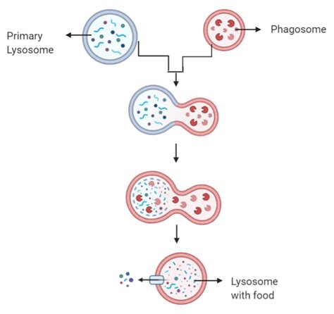 Lysosome Function