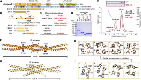 Biochemical And Structural Analysis Of Coiled Coil Mediated Download Scientific Diagram