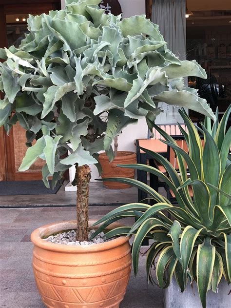 广东养仙女之舞还是可以滴