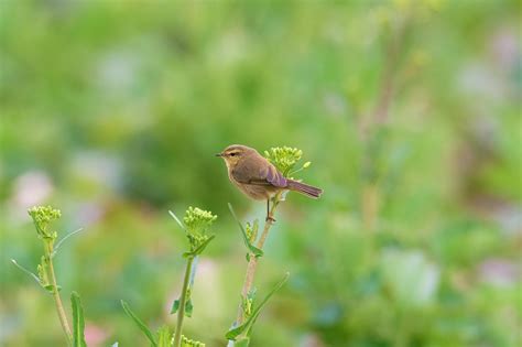 7 Free Plain Prinia And Nature Images Pixabay