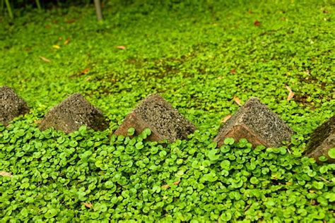 Low Maintenance Ground Cover Grass 10 Easy Care Groundcovers For Tough