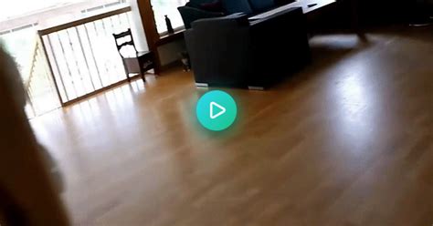 Sneaky Little Floof Ball  On Imgur