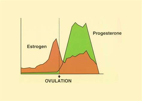 The Science Behind NFP California Association Of Natural Family Planning