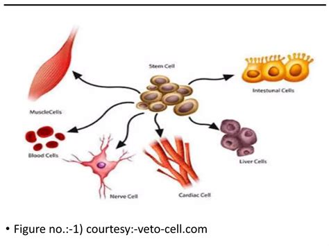 Stem Cell Application Pptx Heart And Cardiovascular Diseases Diseases And Conditions