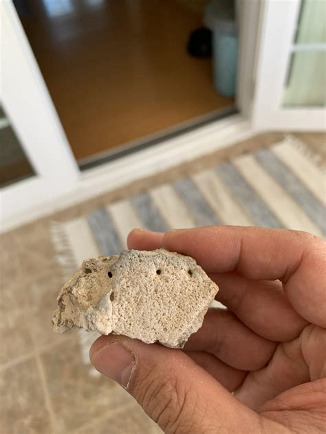 Found Near Known Bivalve Fossil Site Is This Bone R Paleontology