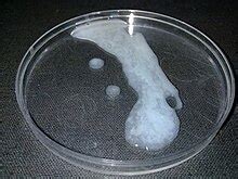 Semen Wikipedia