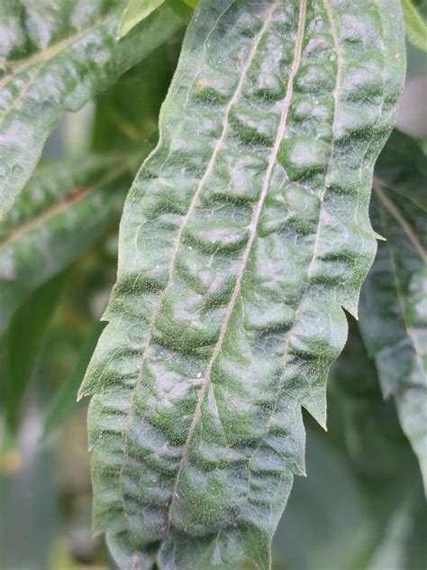 Wavy Textured Green Leaf Stock Image Image Of Produce 240879345