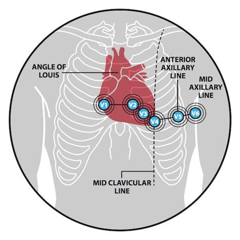 The Basics Of Ecg Interpretation Part 1 Anatomy And Physiology