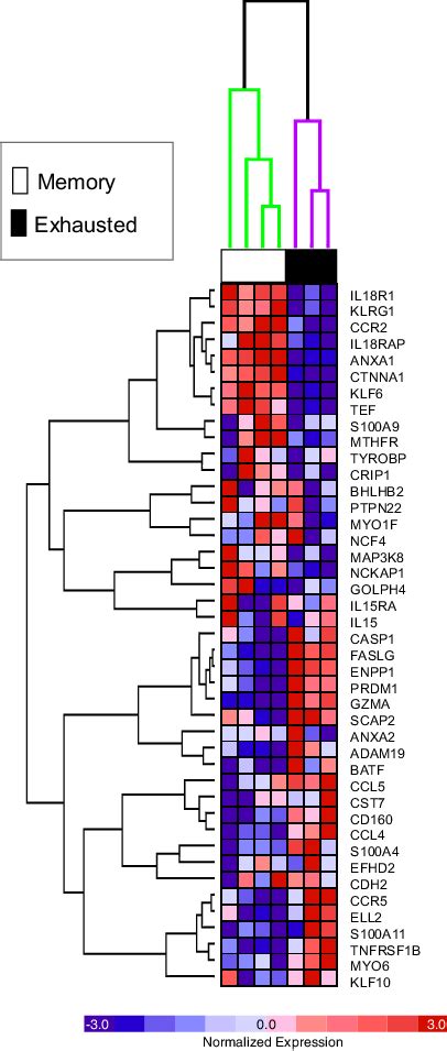T Cell Exhaustion Disrupts Memory Differentiation In Mouse CD8 T Cells Download Scientific