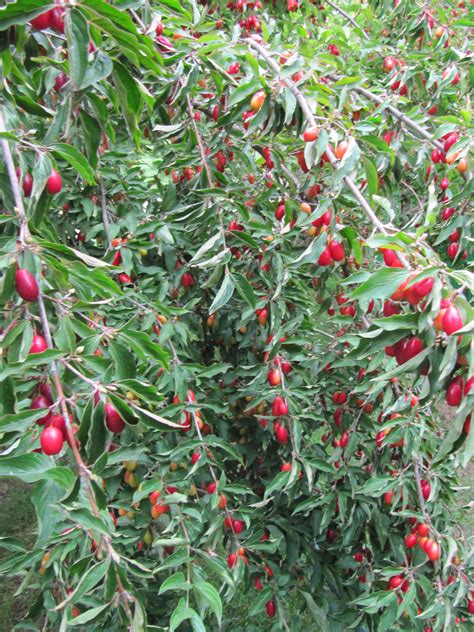 Кизиль (В статье много фото) - treepics.ru