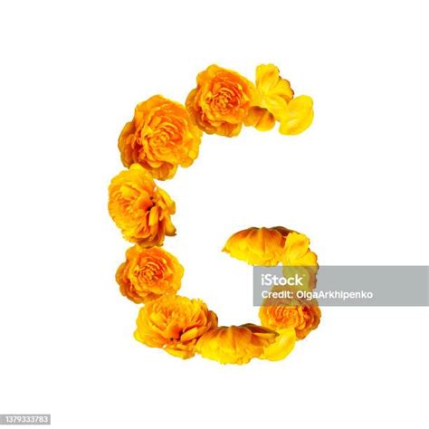 노란색 튤립으로 만든 영어 알파벳의 문자 G 흰색 배경에 고립 된 꽃에서 알파벳 노란색 신선한 튤립 천연 소재 봄 꽃 꽃 구성 레이아웃에서 편지 0명에 대한 스톡 사진 및