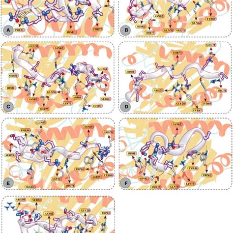 Molecular Docking Of Htl Peptides And Hla Class Ii Molecules A Download Scientific Diagram