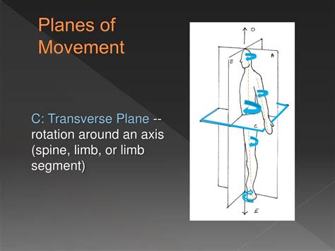 Ppt Anatomy And Kinesiology Powerpoint Presentation Free Download Id
