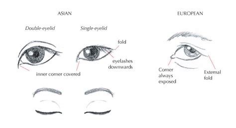 Human Anatomy Fundamentals Advanced Facial Features