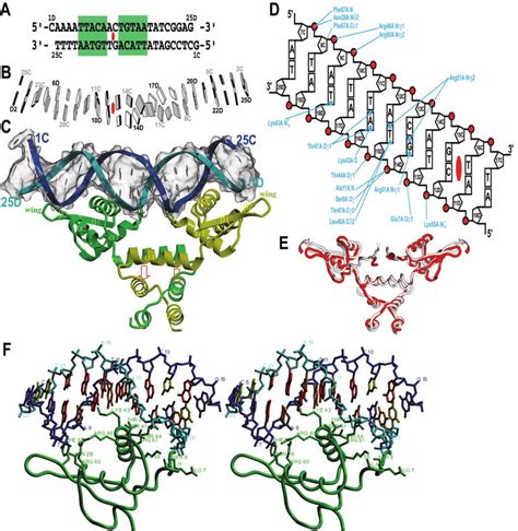 Meci Structure In Complex With Its Operator A Sequence And Numbering