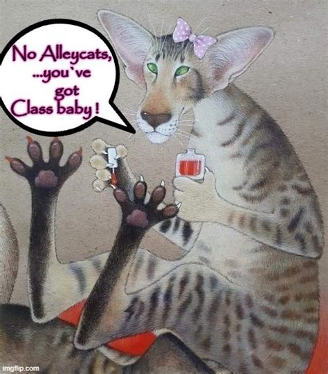 Classy Creature Imgflip