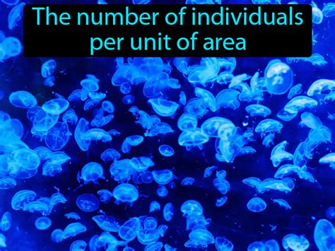 Population Density Definition And Image Flippy Flashcards