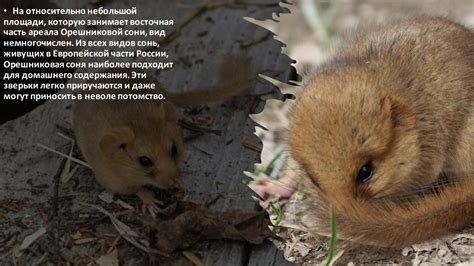 Орешниковая соня - презентация онлайн