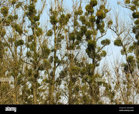 Viscum Album Or Mistletoe Is A Hemiparasite On Several Species Of Trees