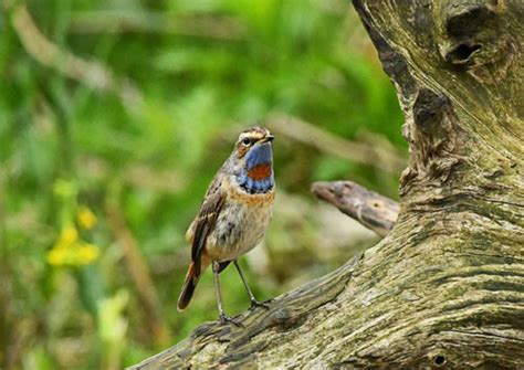 4 18続編 手賀沼 オガワコマドリ 関東界隈の野鳥達