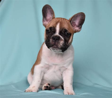 Французский бульдог палевый окрас девочка 63 фото картинки Sobakovod Club