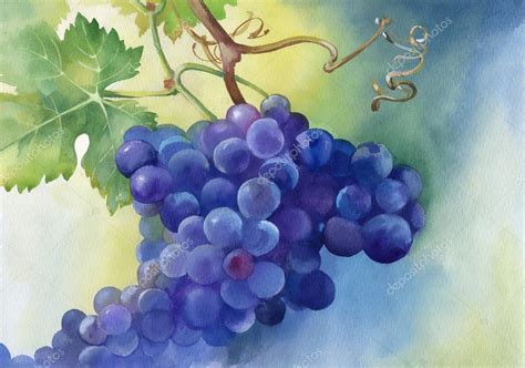 포도 잎의 수채화 그림 — 스톡 사진 © Nadiastar 31771641