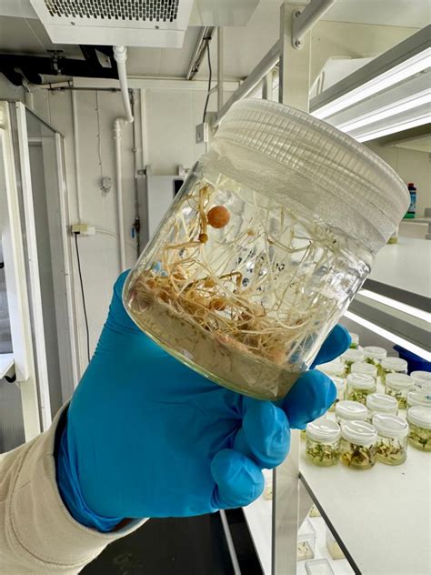 Promising Results For Late Blight Resistant Crispr Potatoes Nibio