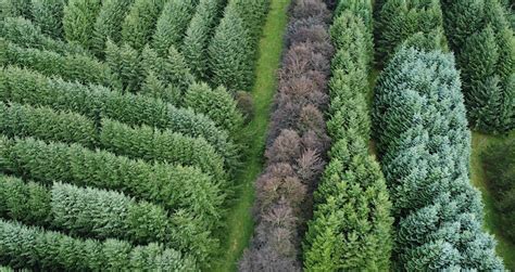 Applied Forest Genetics At Forest Research Forest Research
