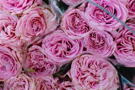 Безкоштовне стокове фото Rosaceae аромат ботанічний букет букет з троянд бутони троянд