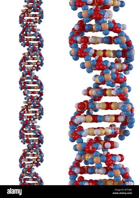 DNA Strand Stock Photo Alamy