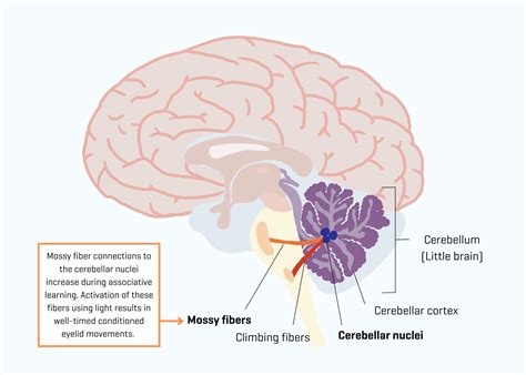 Our Cerebellar Nuclei Turn Out To Be More Important Than Initially Thought Netherlands
