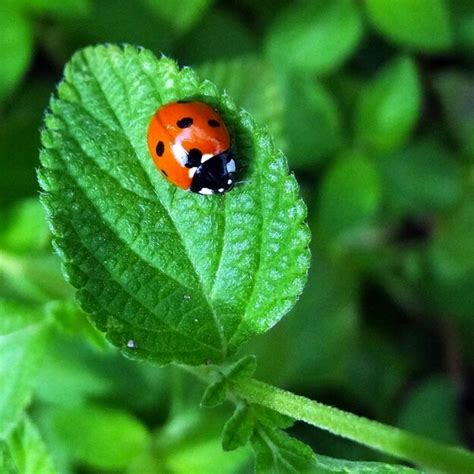 Premium Photo Close Up Of Ladybug On Leaf