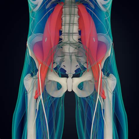 What The Psoas Pelvic Floor Education