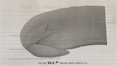 Figure 15 2 Garden Bean Embryo Diagram Quizlet