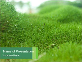 Achieving A Shallow Depth Of Field With Zoysia Grass Tips And Tricks PowerPoint Template