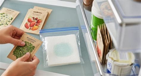 Cold Stratification Explained A Beginners Guide To Better Seed