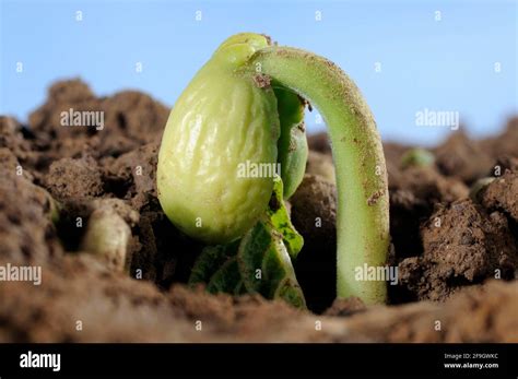 Plantule De Haricot Banque De Photographies Et Dimages à Haute