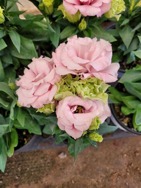 변치않는 사랑 리시안셔스가 아름답게 피었습니다 리시안셔스키우기 리시안셔스꽃말 모종 번식방법 네이버 블로그