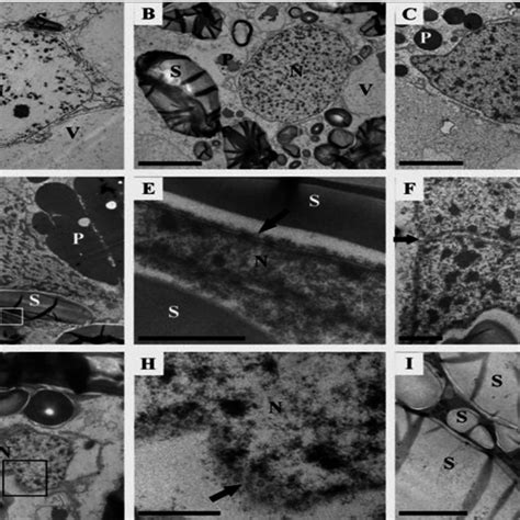 Dapi Staining Of Nucleus In Wheat Endosperm A 15 Daf B 20 Daf Download Scientific
