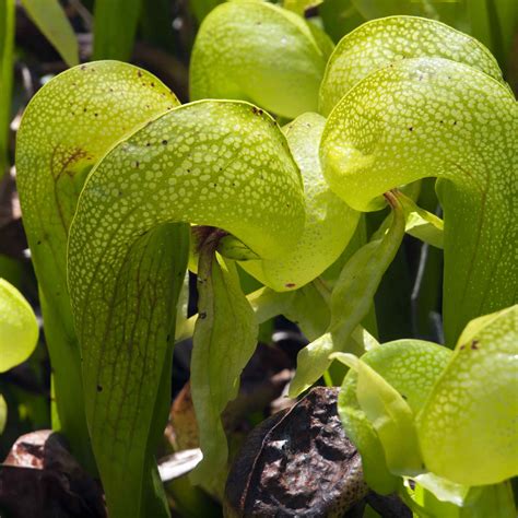 Insectivorous Plants With Names Darwin On Insectivorous Plants The