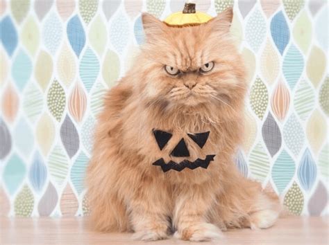 Pumpcat R Catswithjobs