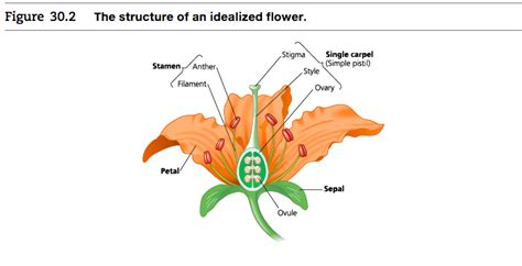 Angiosperm Reproduction Activity Diagram Quizlet