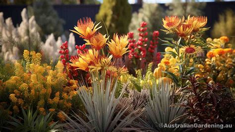 Native Plants For Sale South Australia At Patricia Madden Blog