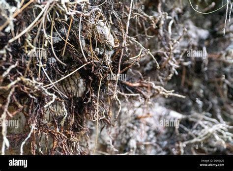 Close Up Tree Roots Through Earth Stock Photo Alamy