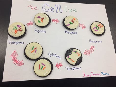 Pin By Ashley Anne Garcia On Middle School Math And Science Mitosis