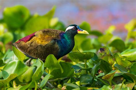 Chupi Char Place To Breathe With Birds Tripoto