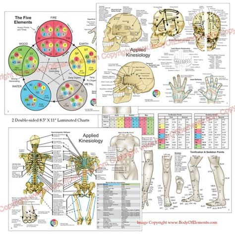 Applied Kinesiology Chart Set 85 X 11 Chiropractic Acupuncture