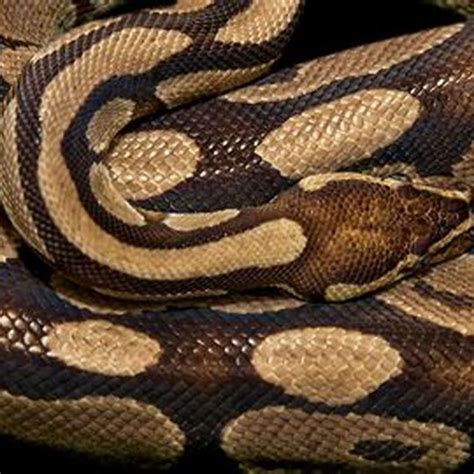 What Type Of Animal Is A Ball Python Diy Seattle